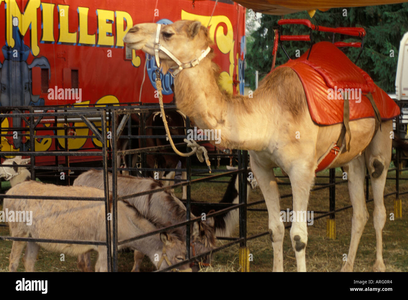 Circus camel ride clown hi-res stock photography and images - Alamy