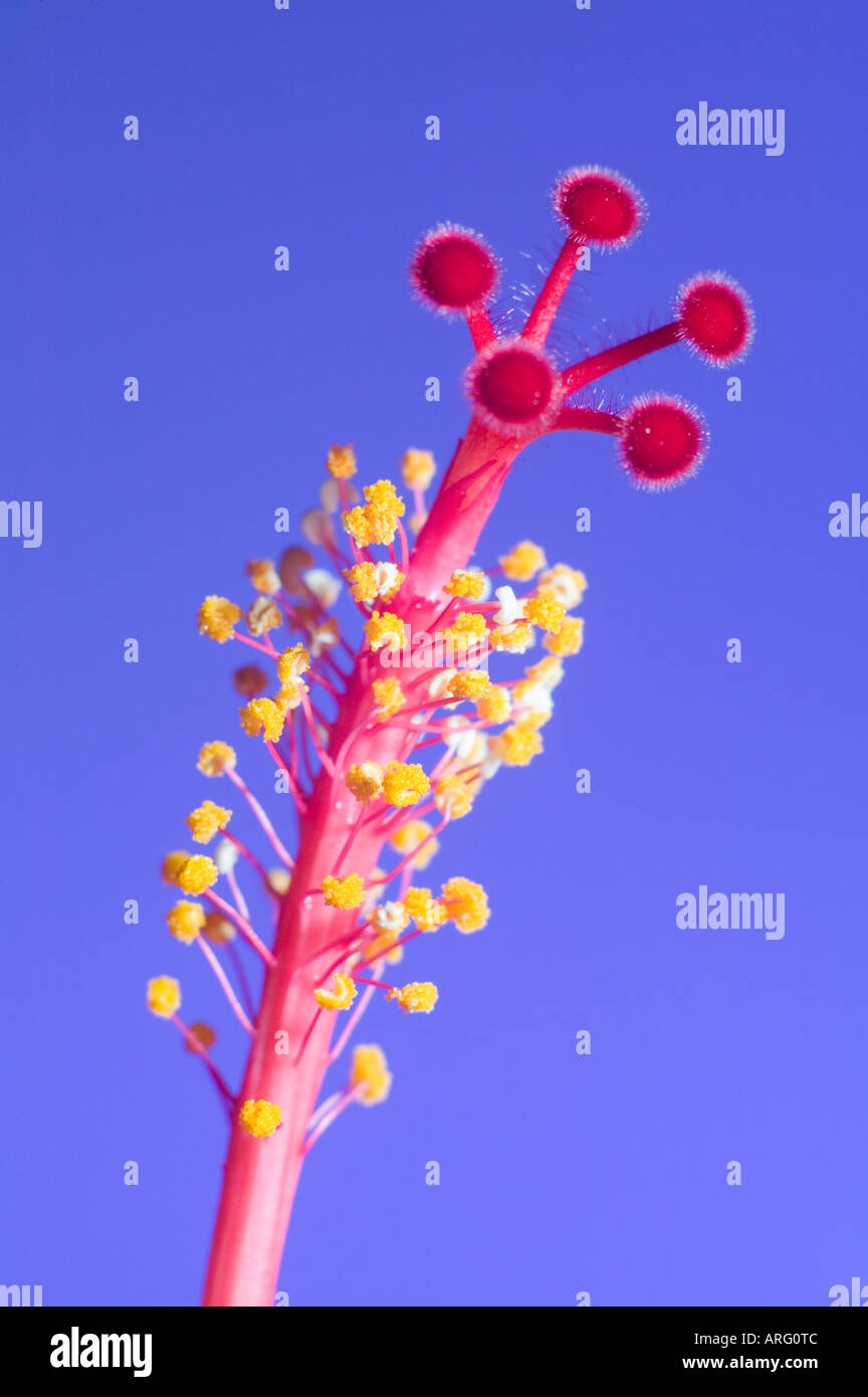 Flower pistol hi-res stock photography and images - Alamy