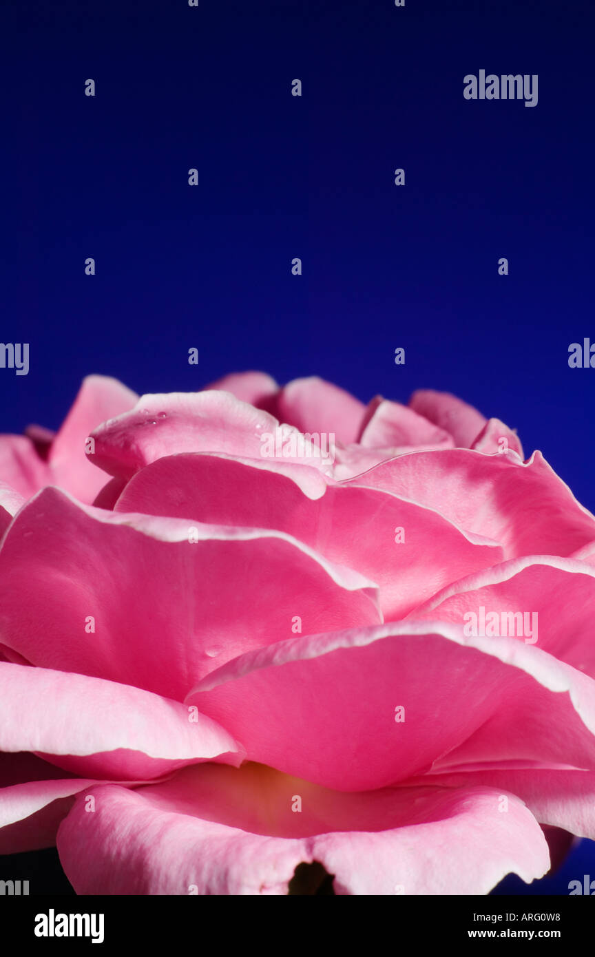 Dave rose hi-res stock photography and images - Alamy