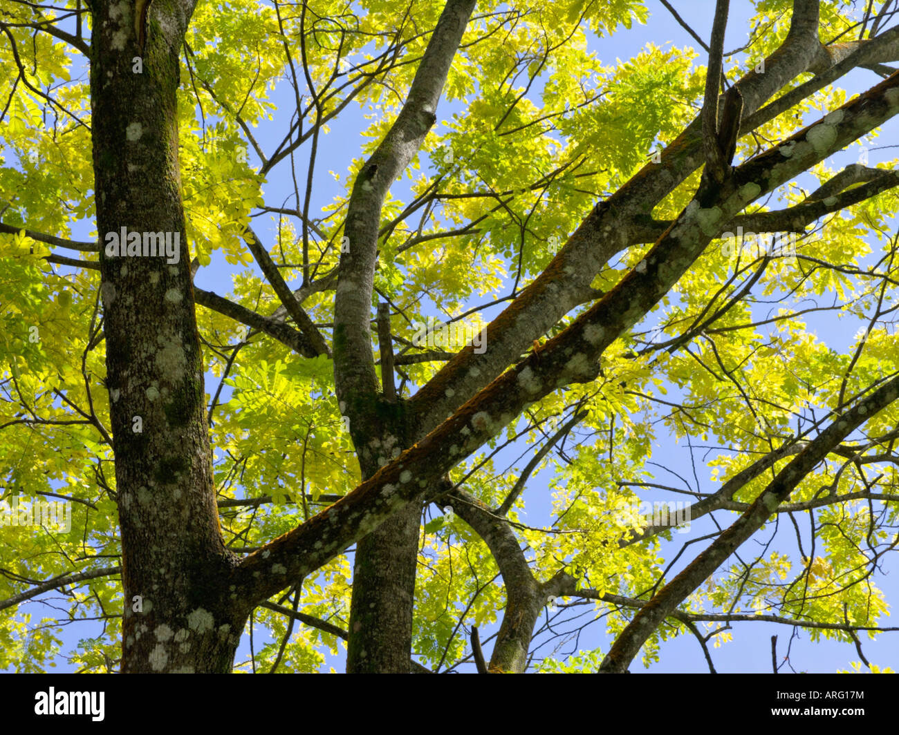 Rain tree (Albizia saman 'Yellow' Stock Photo - Alamy