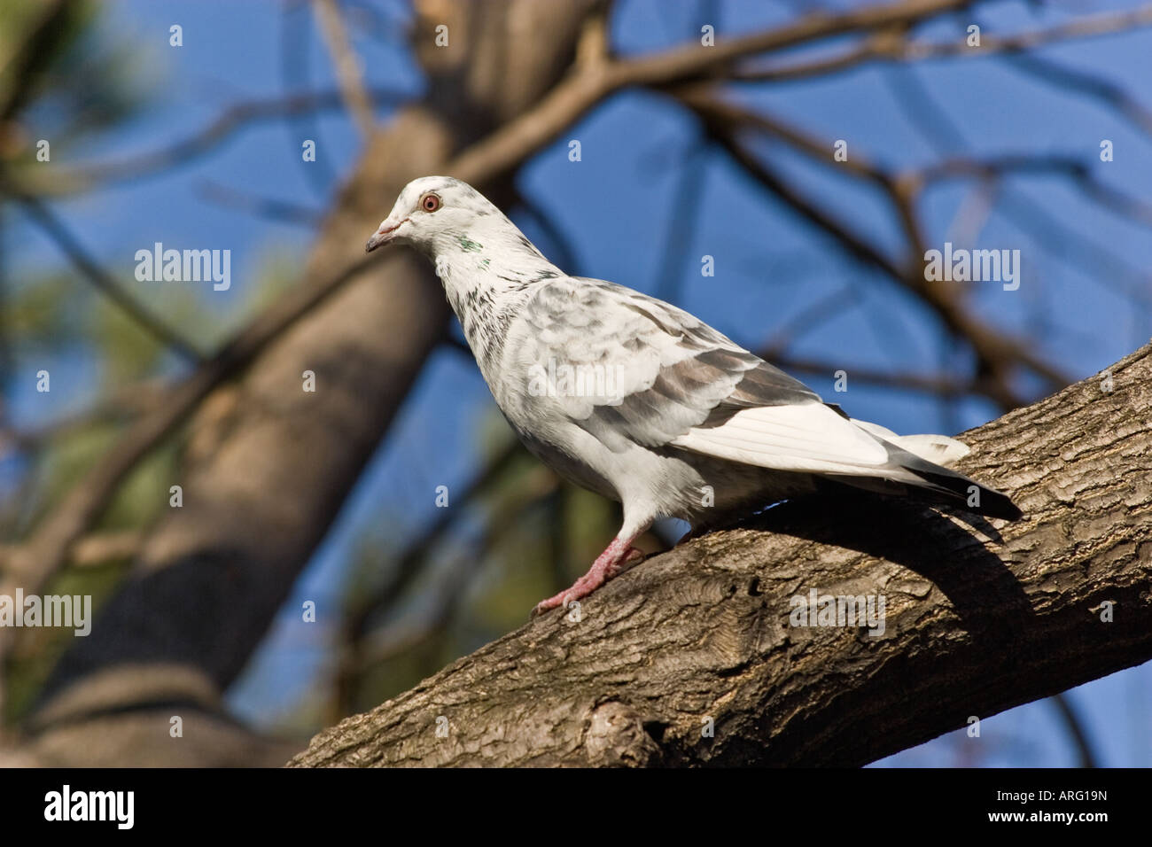 Pidgeon sitting on tree branch Stock Photo - Alamy