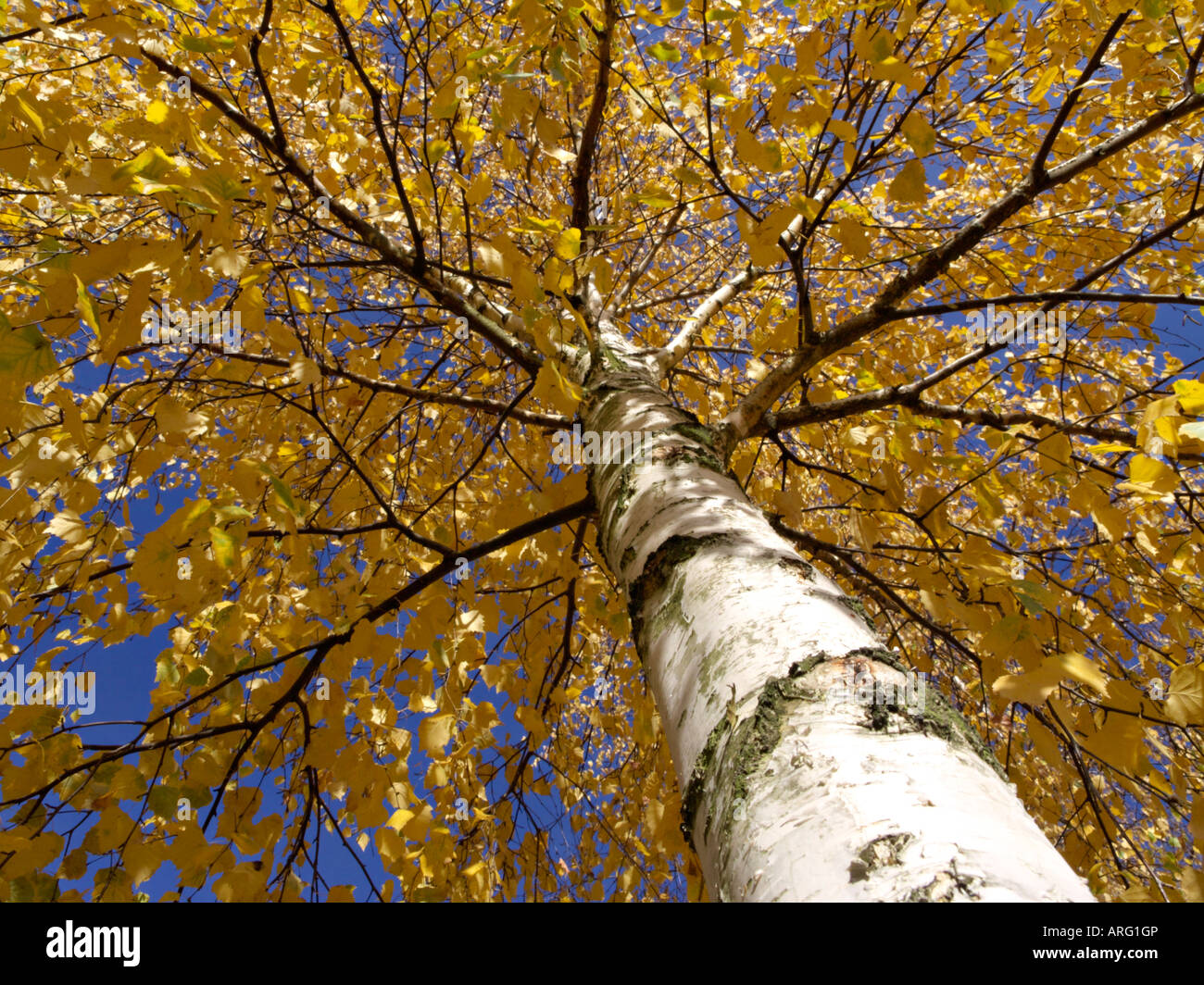 European white birch (Betula pendula Stock Photo - Alamy