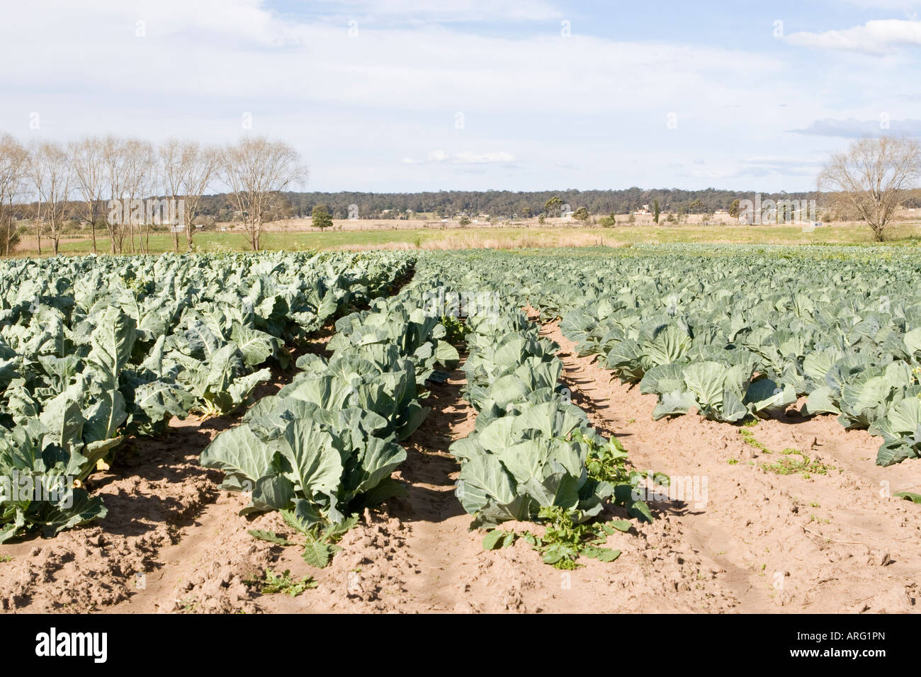 Rows of cabbages growing in a market garden Stock Photo - Alamy