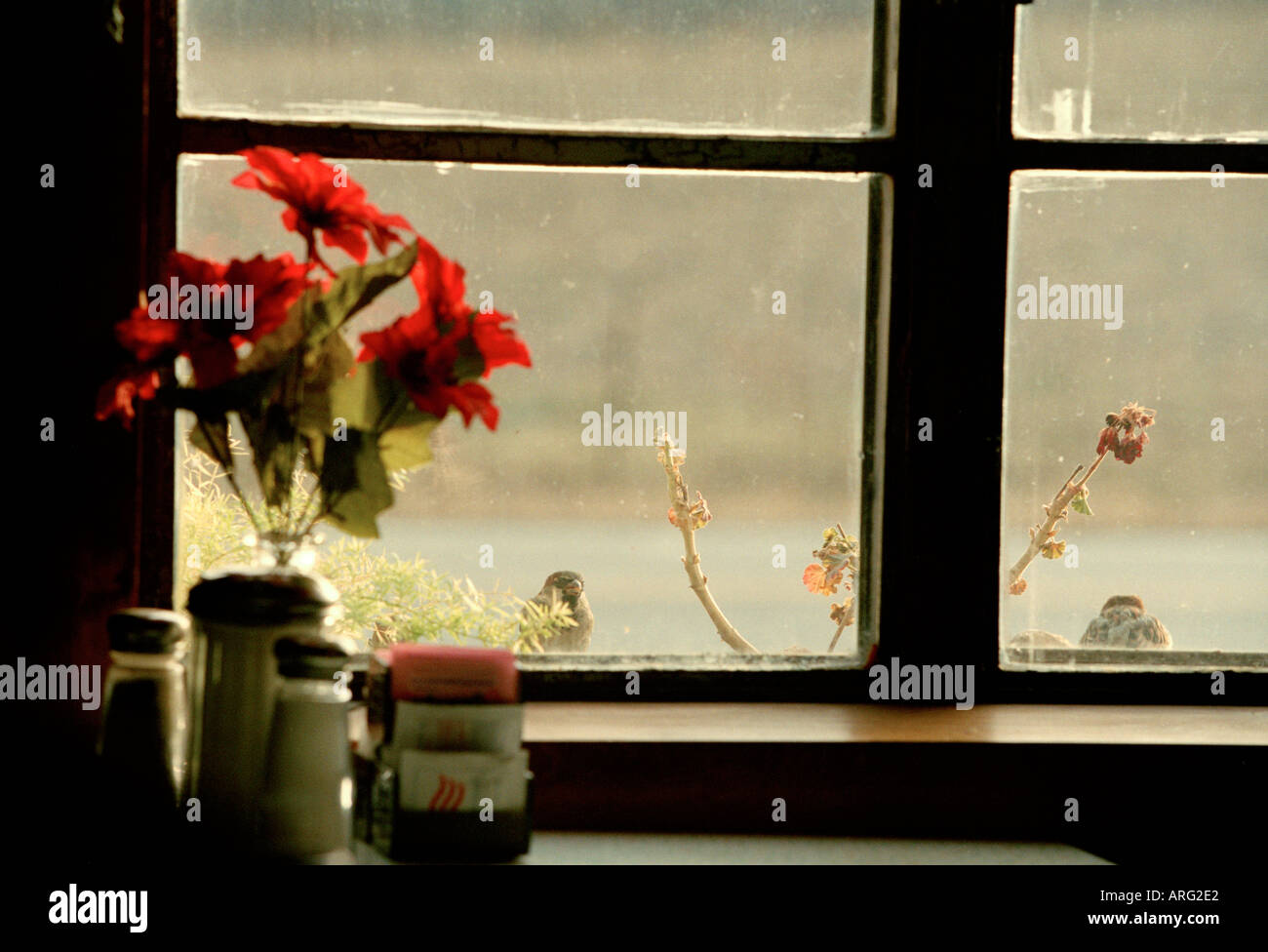 birds looking into the diner window Stock Photo - Alamy