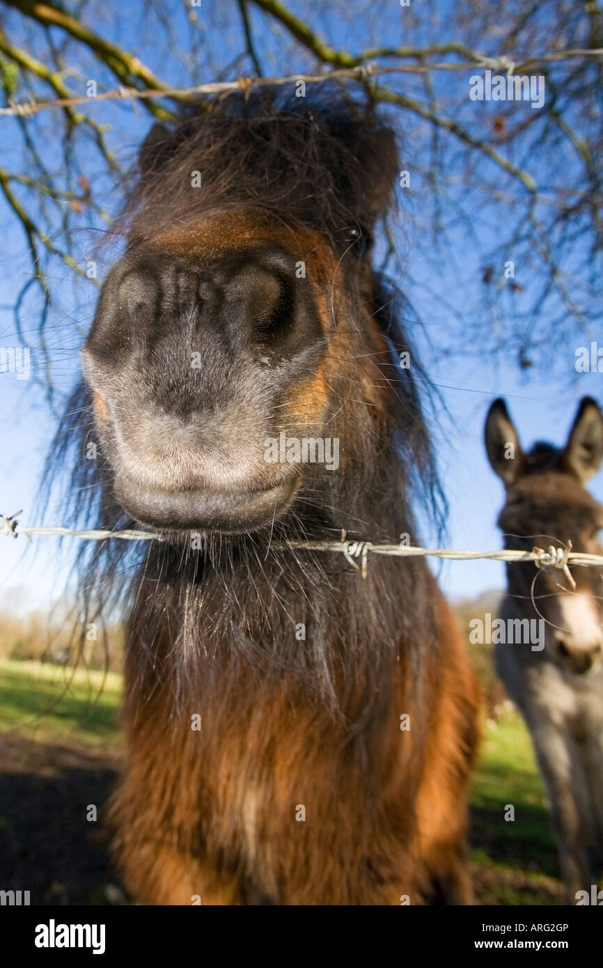 curious shetland pony with donkey friend in the background Stock Photo ...