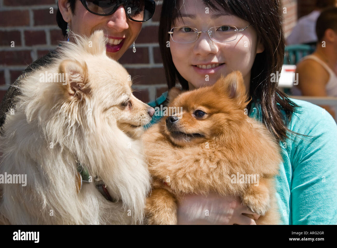 Two Pomeranian Spitz toy dogs with their owners Stock Photo - Alamy