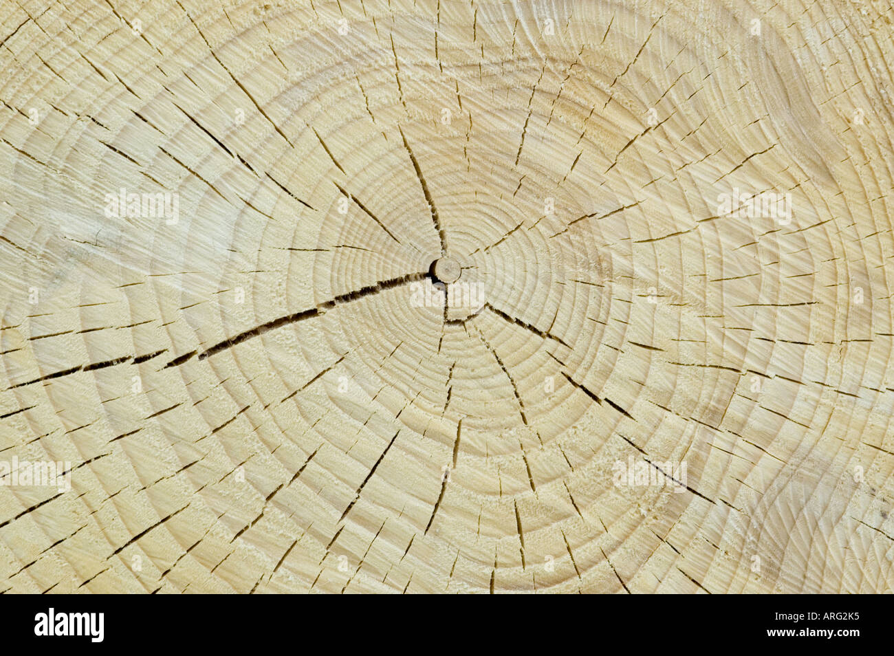 section of trunk Stock Photo - Alamy
