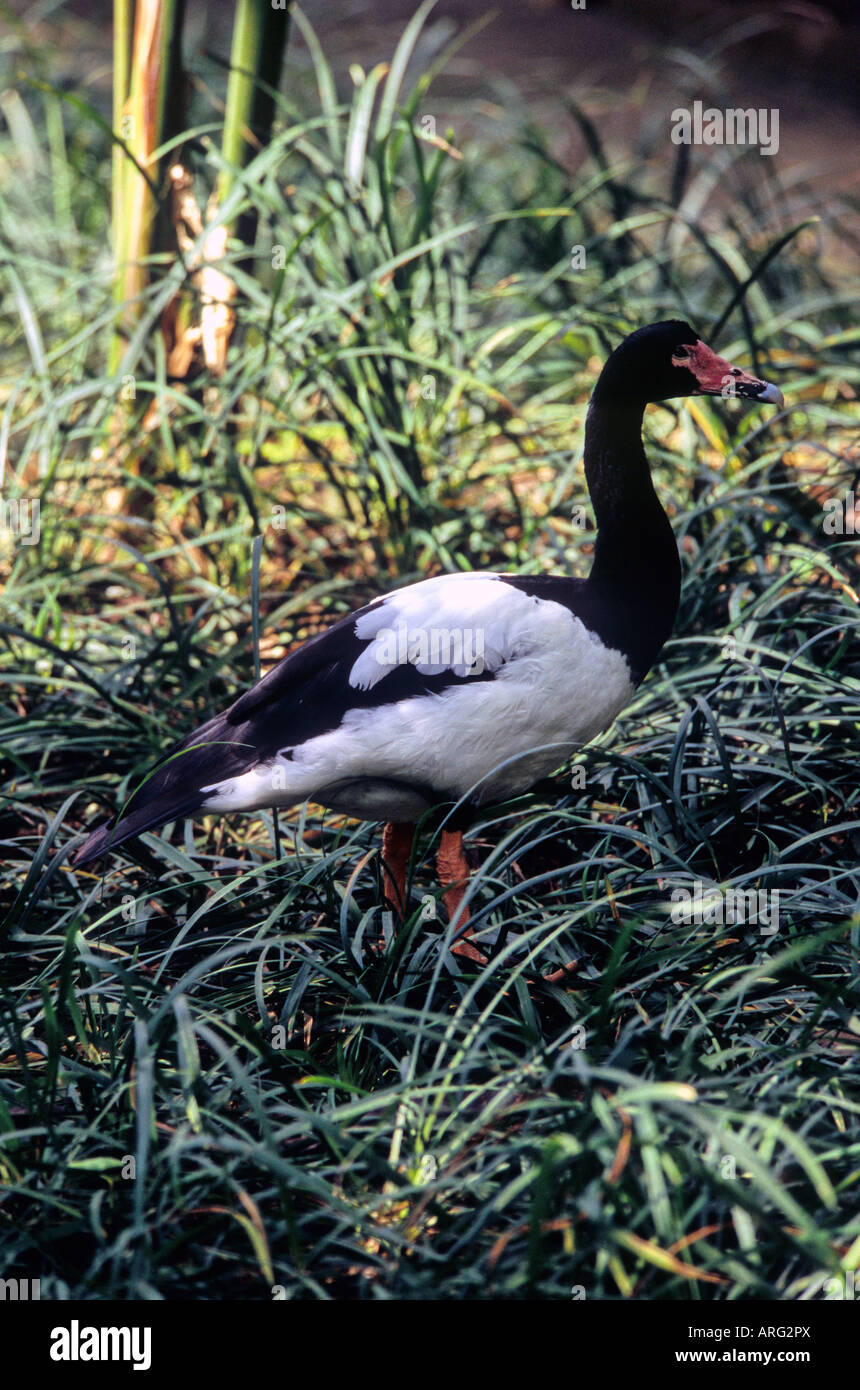 Magpie goose hi-res stock photography and images - Alamy