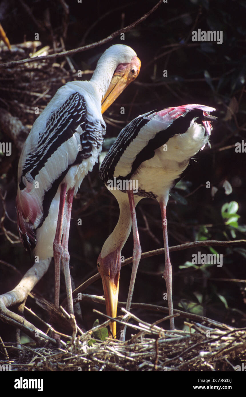 Painted storks at the nest Stock Photo - Alamy