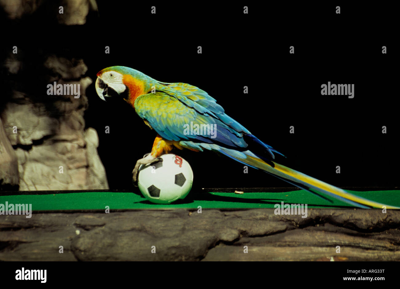 Parrot on a football Stock Photo - Alamy