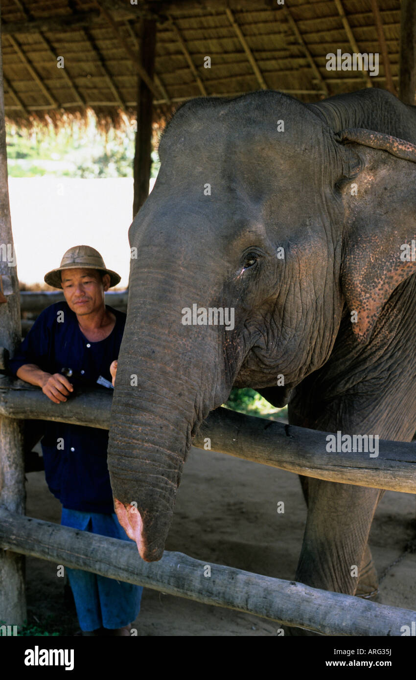 Trunkless asian elephant hi-res stock photography and images - Alamy