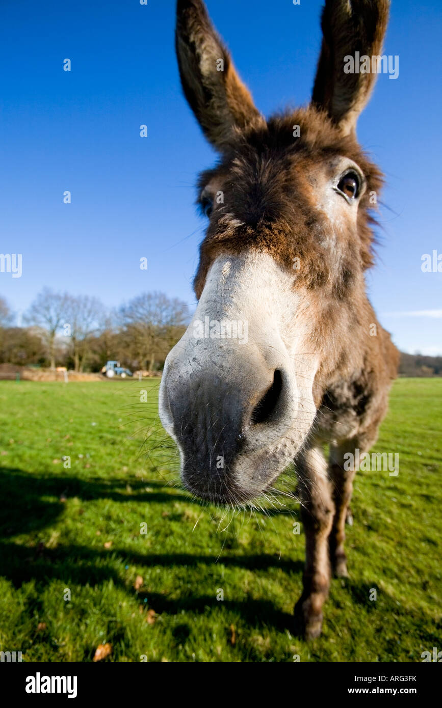 Curious donkey in a field Stock Photo - Alamy