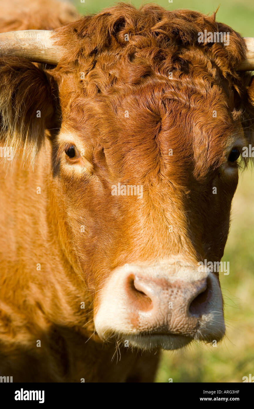 Cow furs hi-res stock photography and images - Alamy