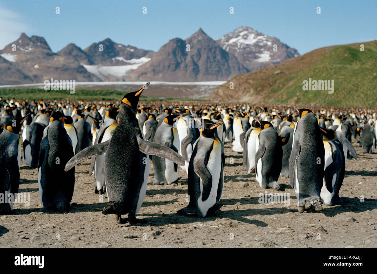 A King Penguin (Aptenodytes-patagonicus) conducts his audience / colony ...