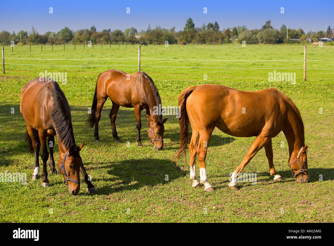 Three grazing horses Stock Photo - Alamy