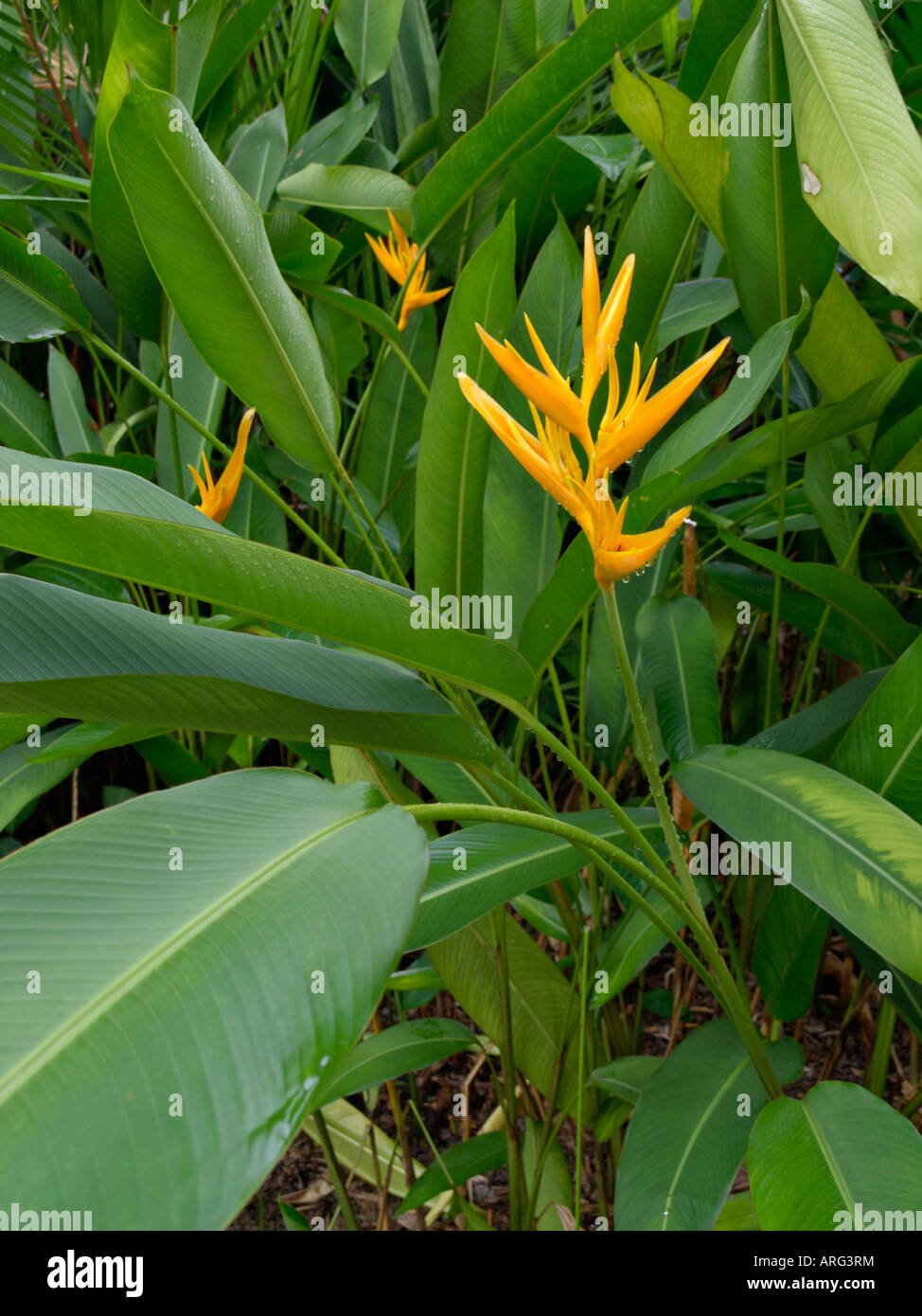 Heliconia psittacorum x spathocircinata 'Golden Torch' Stock Photo - Alamy