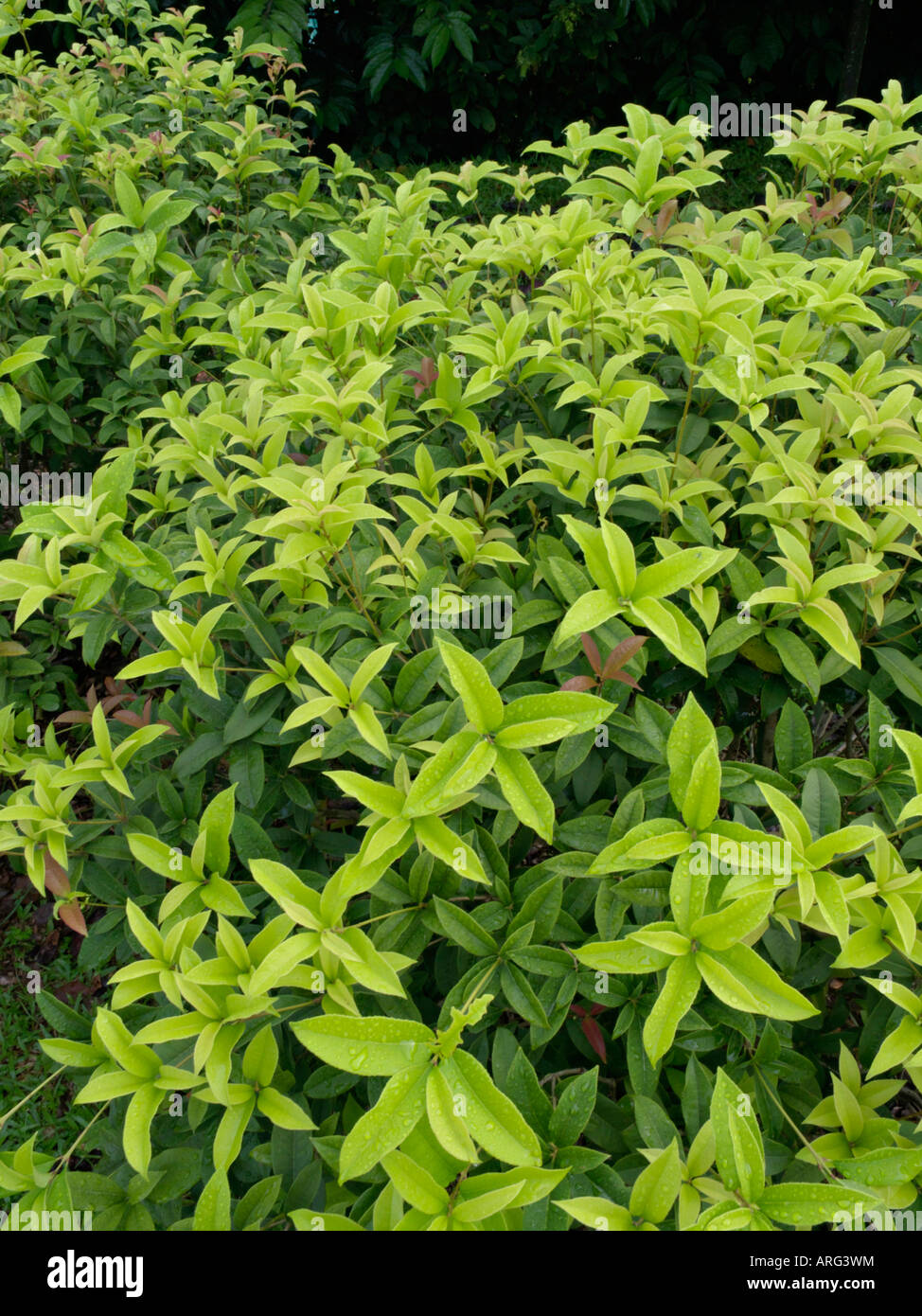 Osmanthus fragrans hi-res stock photography and images - Alamy