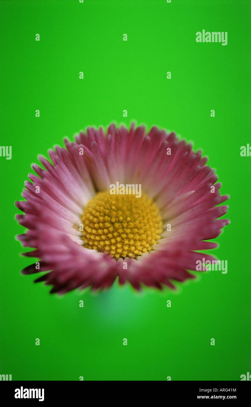 English daisy against a green background Stock Photo - Alamy