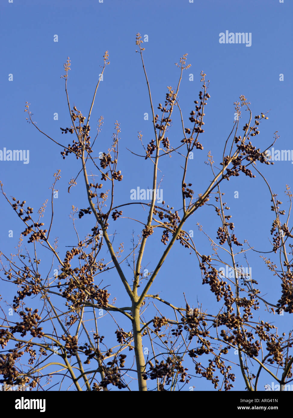 Foxglove tree (Paulownia tomentosa Stock Photo - Alamy