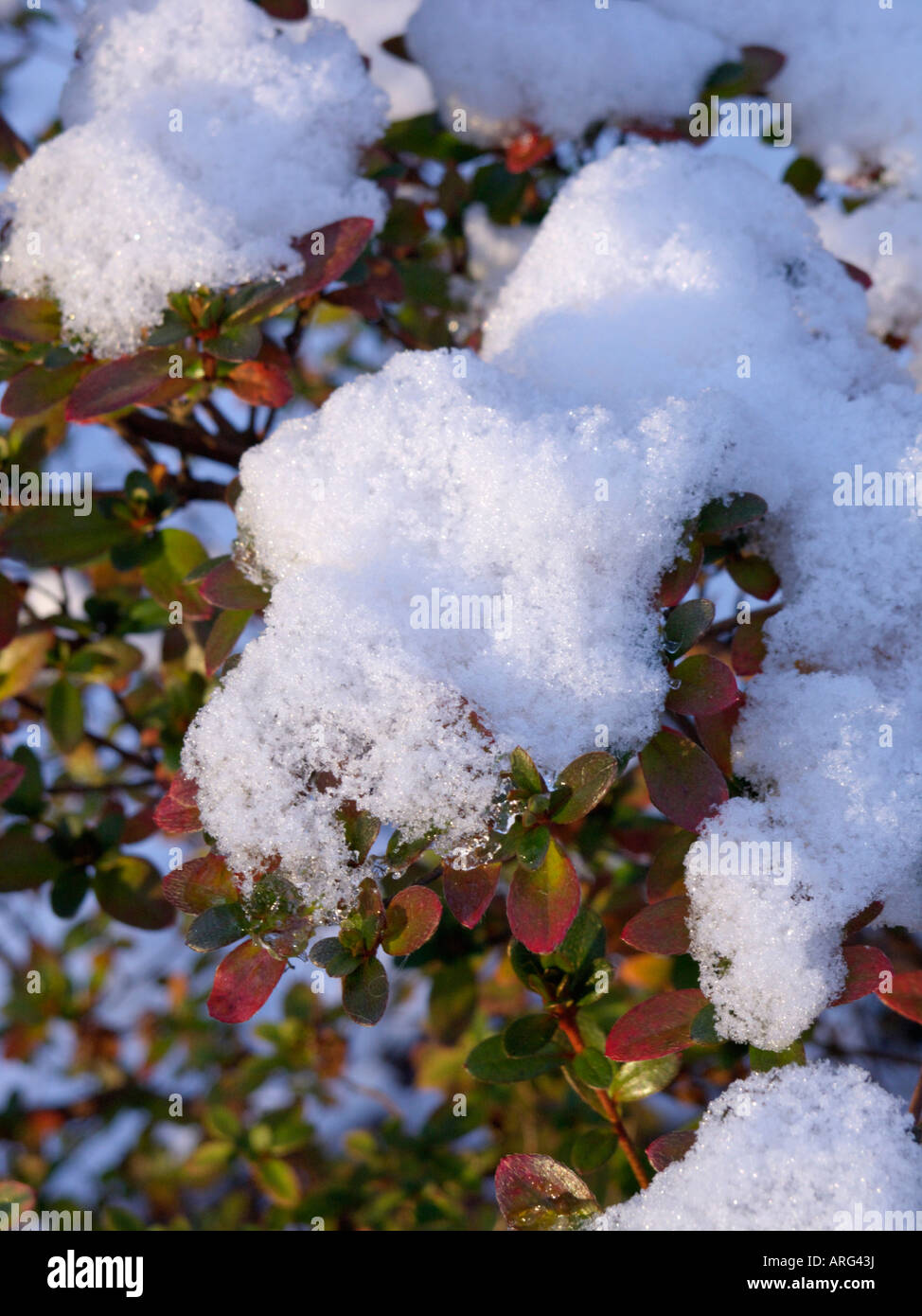 Azalea rhododendron obtusum hi-res stock photography and images - Alamy