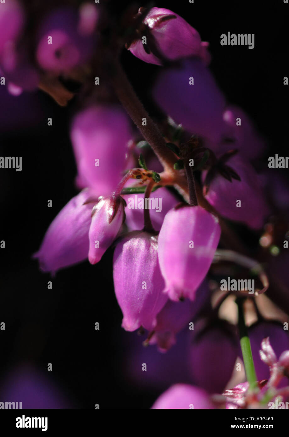 HIGHLAND BELL HEATHER (Erica cinerea Stock Photo - Alamy