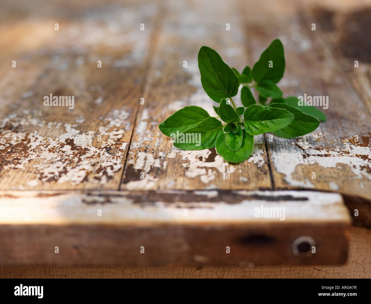 Close-up of Herb Stock Photo - Alamy