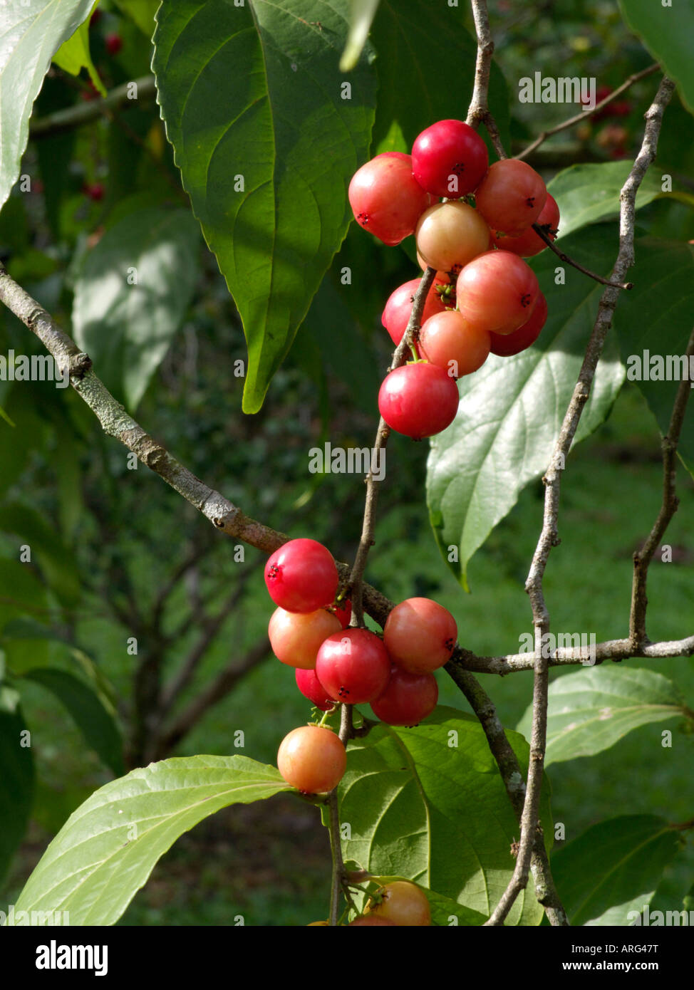 Indian prune (Flacourtia rukam Stock Photo - Alamy