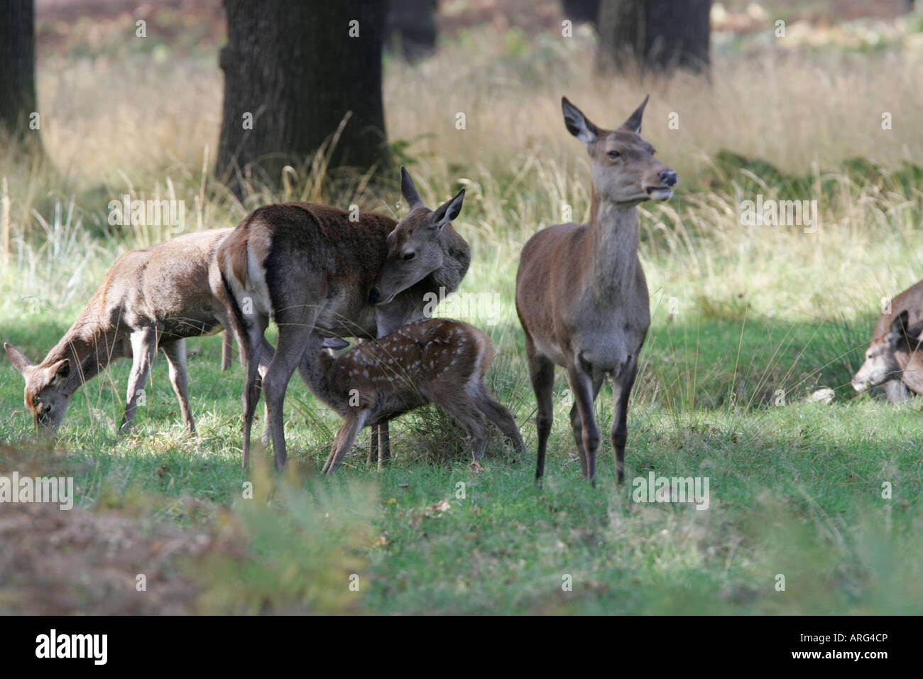 Red Deer Doe Suckling High Resolution Stock Photography and Images - Alamy