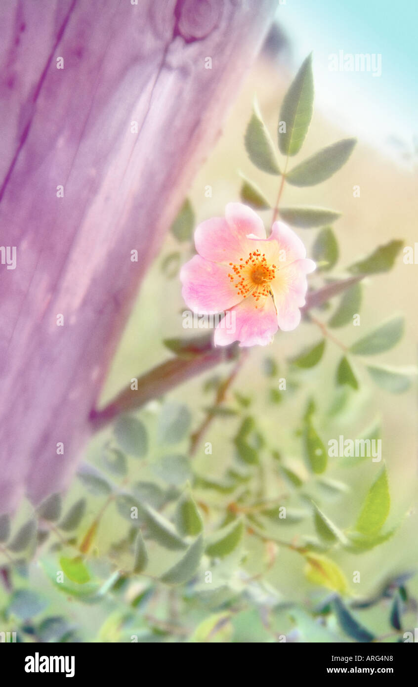 A single wild rose flower makes a dainty high key portrait Stock Photo ...