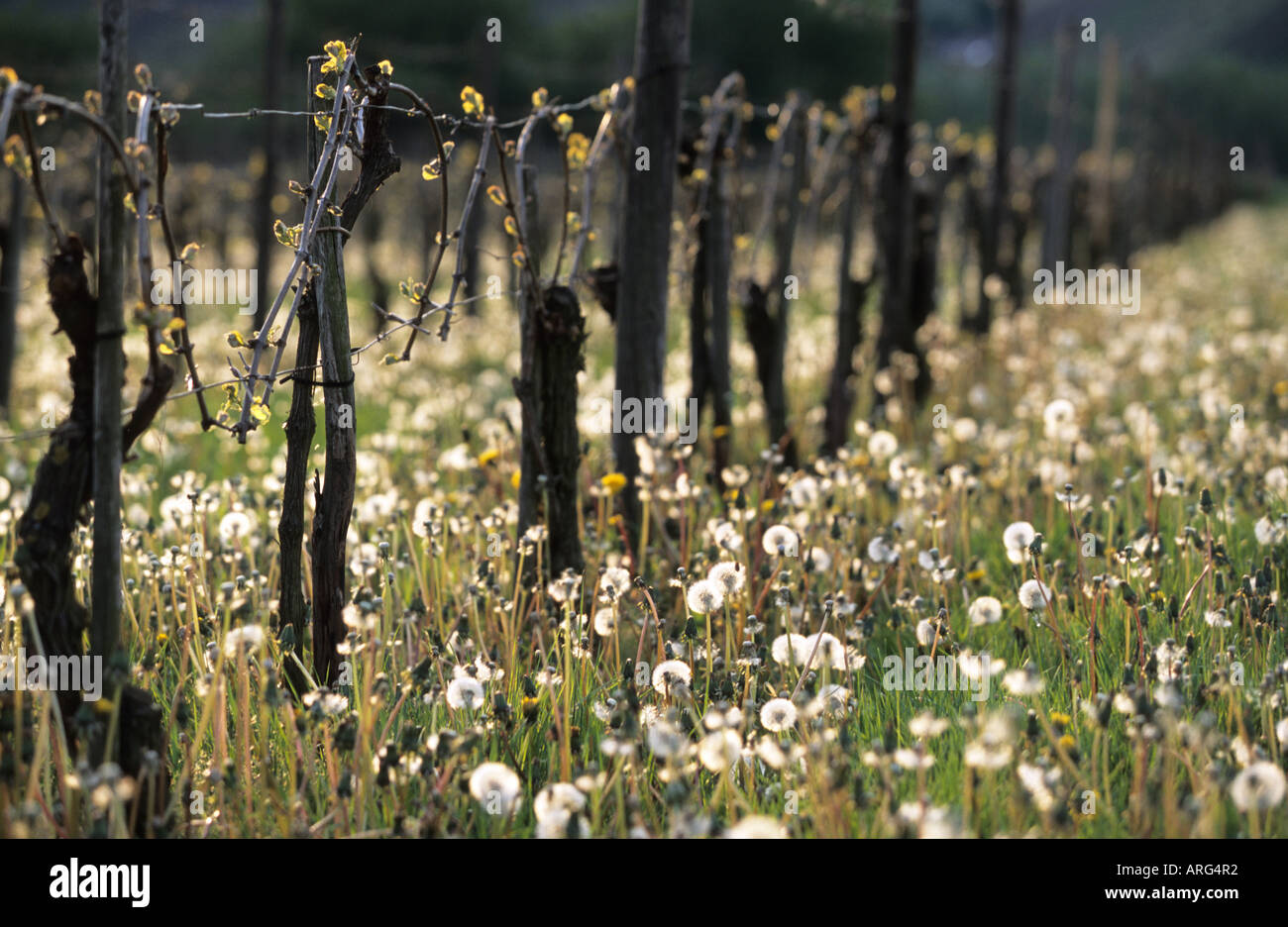 Vinestock hi-res stock photography and images - Alamy