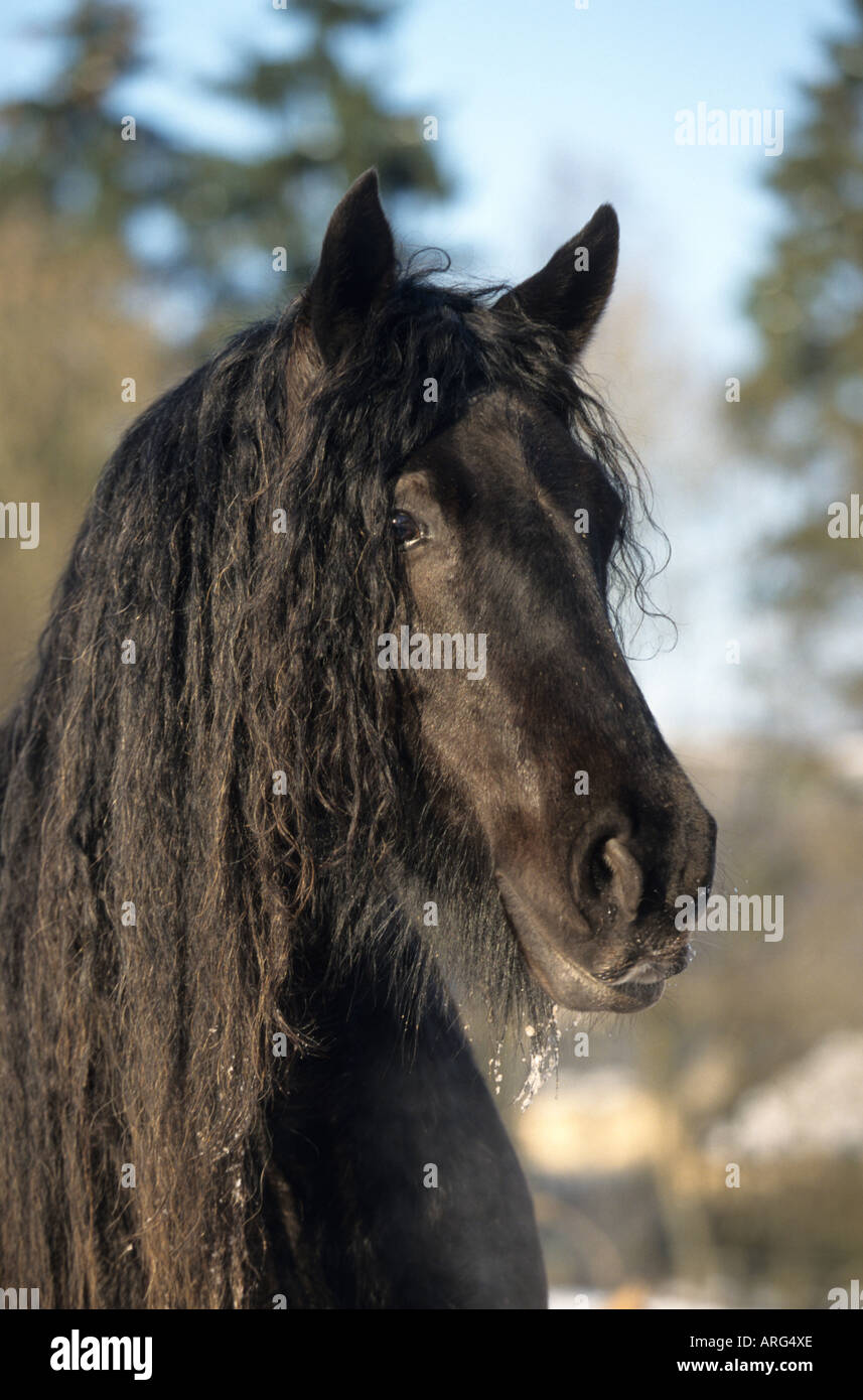 Portrait of a black horse Fell Pony Stock Photo - Alamy