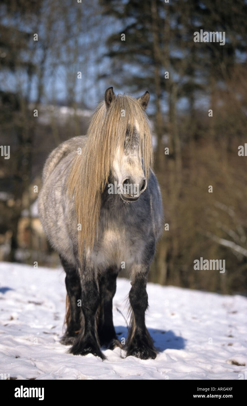 Portrait of a dappled grey horse Fell Pony Stock Photo - Alamy
