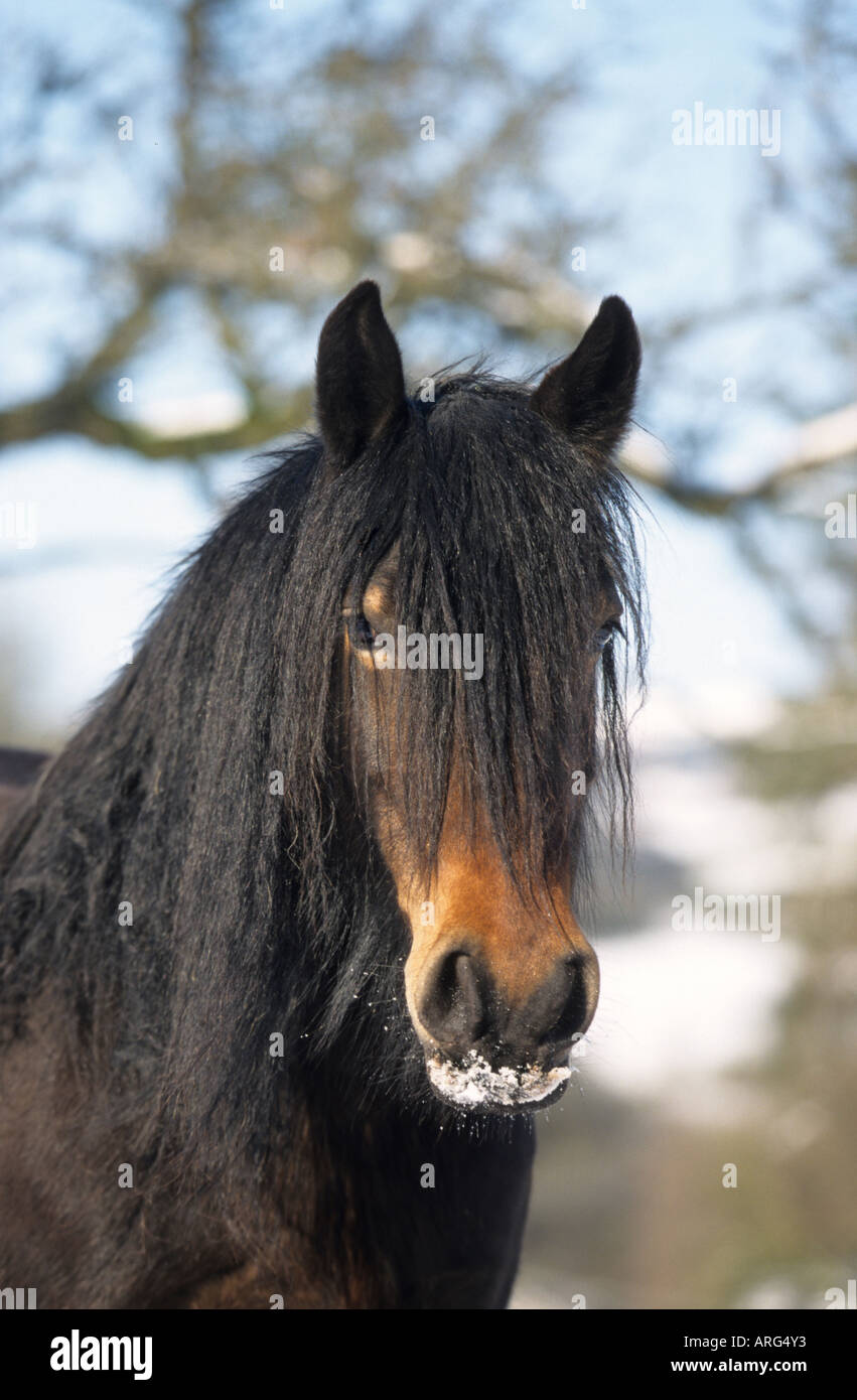 Portrait of a brown horse Fell Pony Stock Photo - Alamy