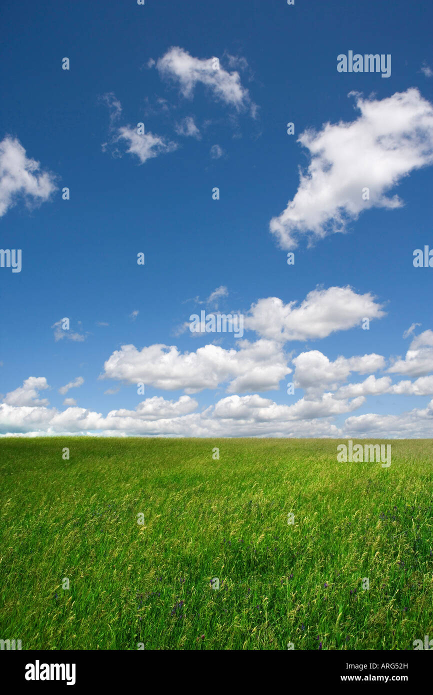 Blue Sky and Field Stock Photo - Alamy