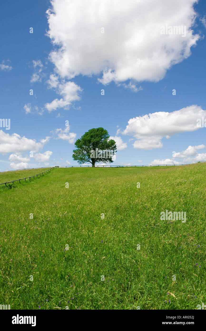 Lone Tree in Field Stock Photo - Alamy