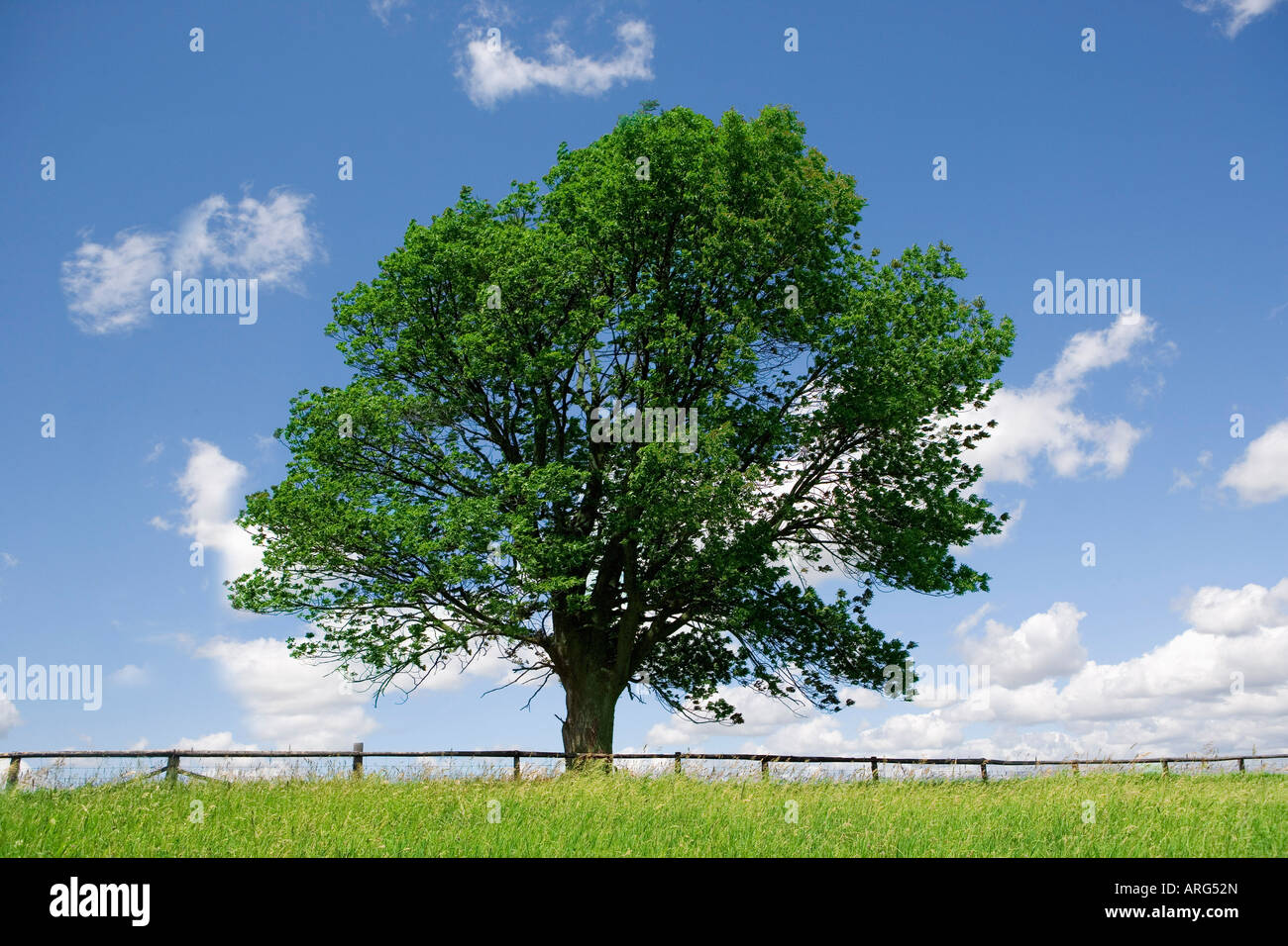 Lone Tree in Field Stock Photo - Alamy