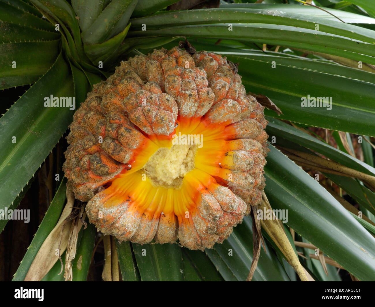 Screwpines fruit hi-res stock photography and images - Alamy
