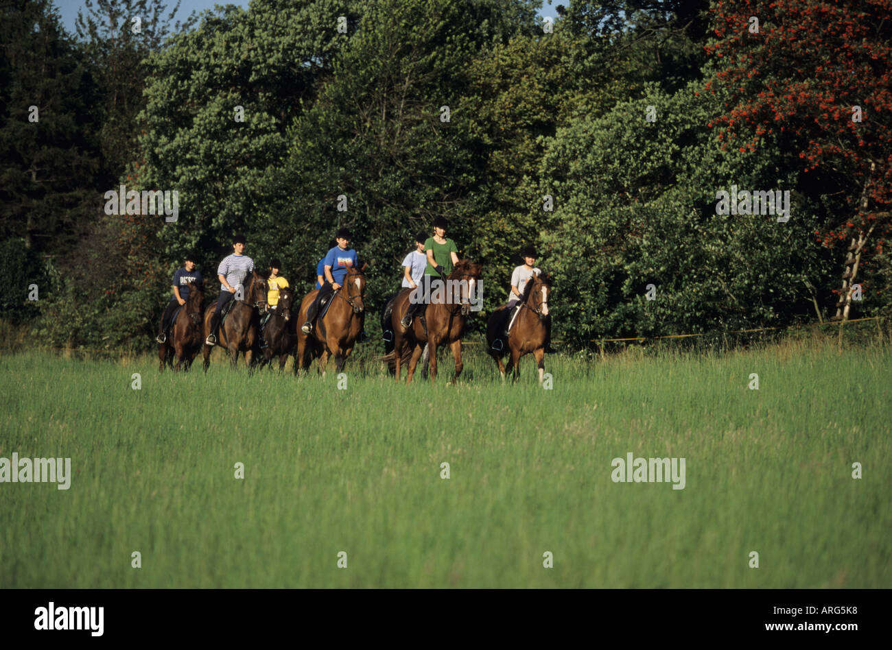 Trakehner breed hi-res stock photography and images - Alamy