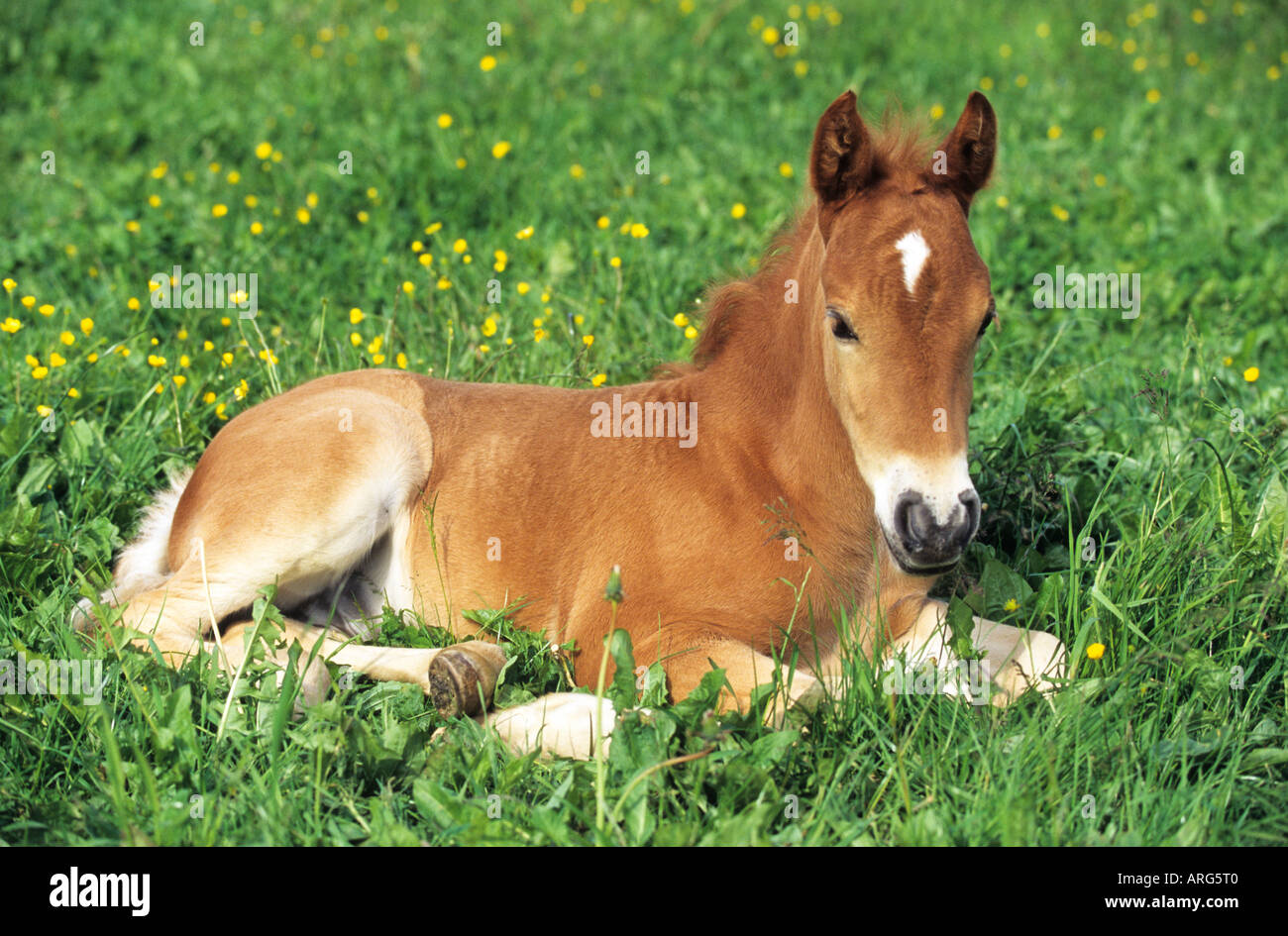 Foal resting in a field Lewitzer Pony Stock Photo - Alamy