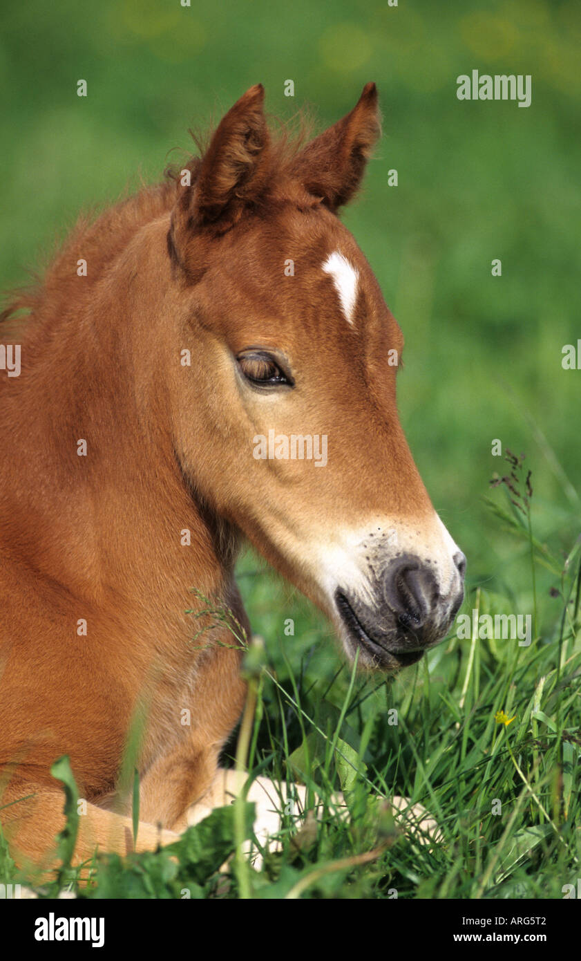 Lewitzer pony hi-res stock photography and images - Alamy