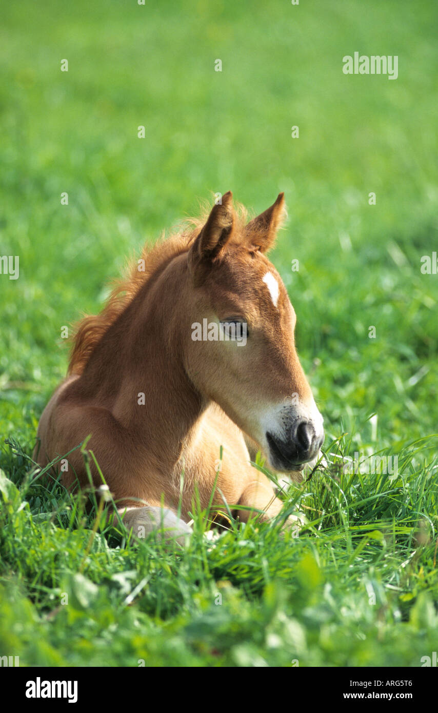 Foal resting in a field Lewitzer Pony Stock Photo - Alamy