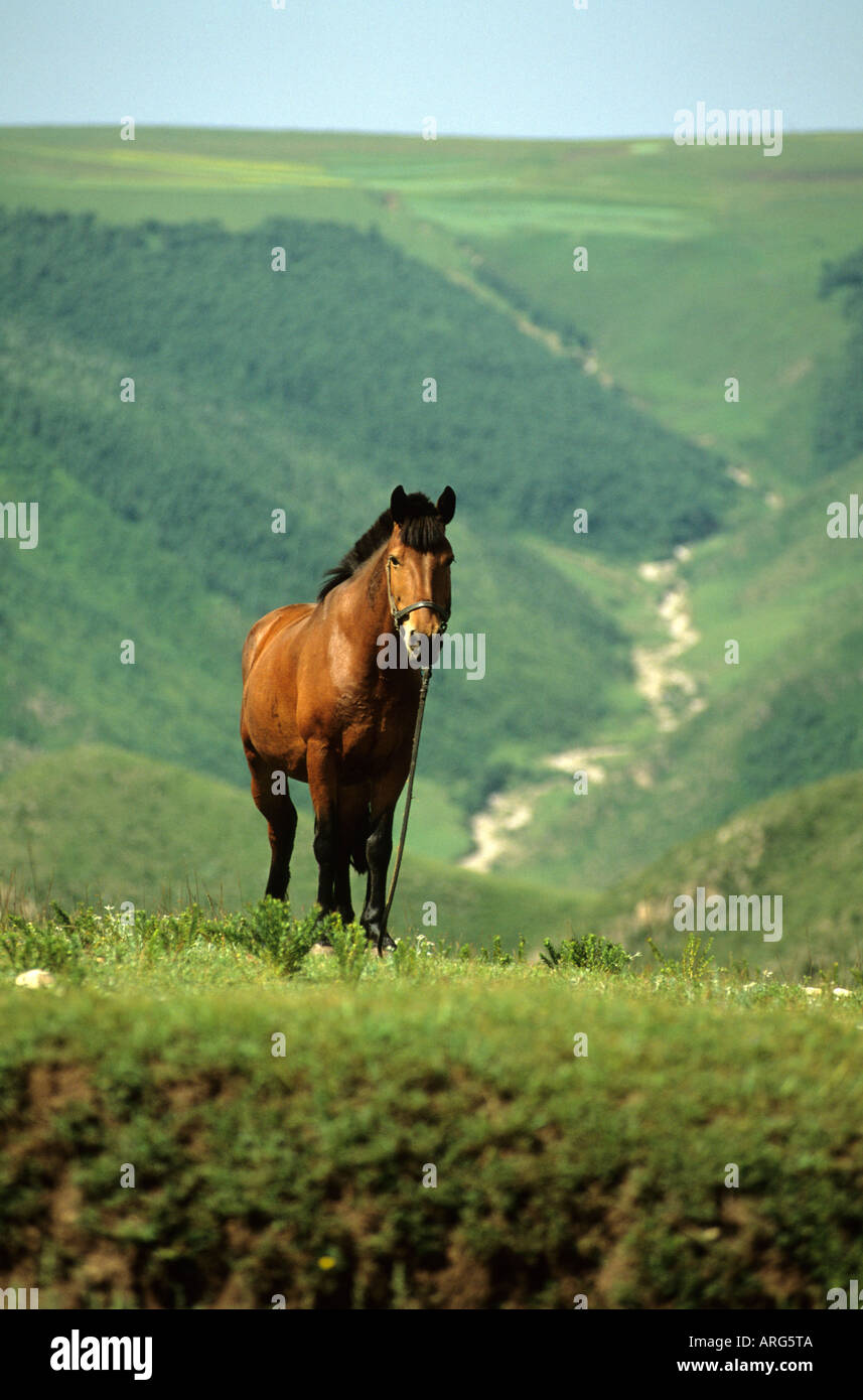 Mongolia steppe pony hi-res stock photography and images - Alamy