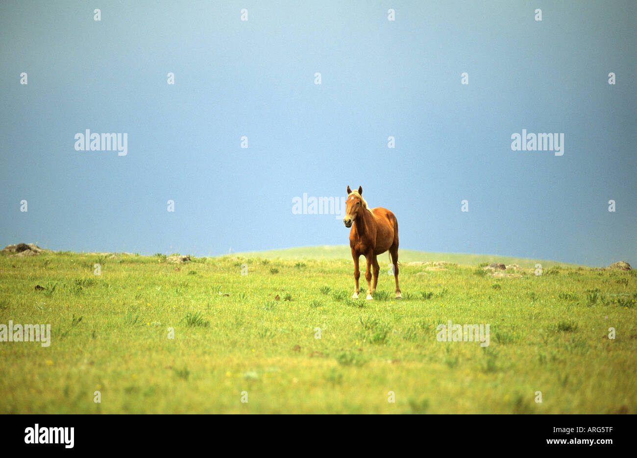 horse in the steppe of China Stock Photo - Alamy