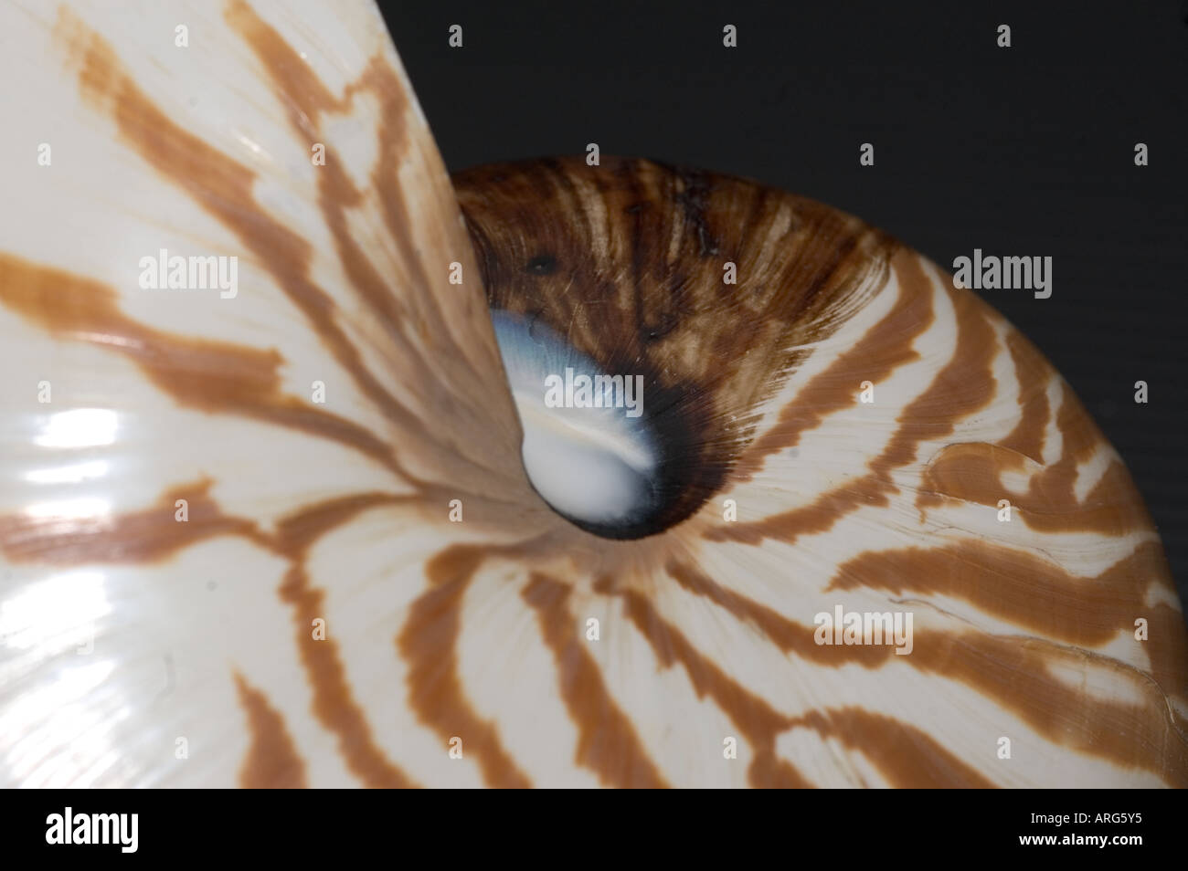 Stromb hi-res stock photography and images - Alamy