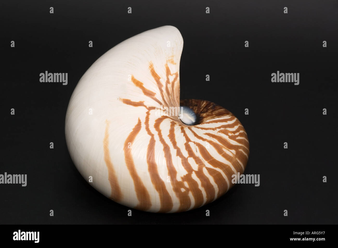 Stromb shell hi-res stock photography and images - Alamy
