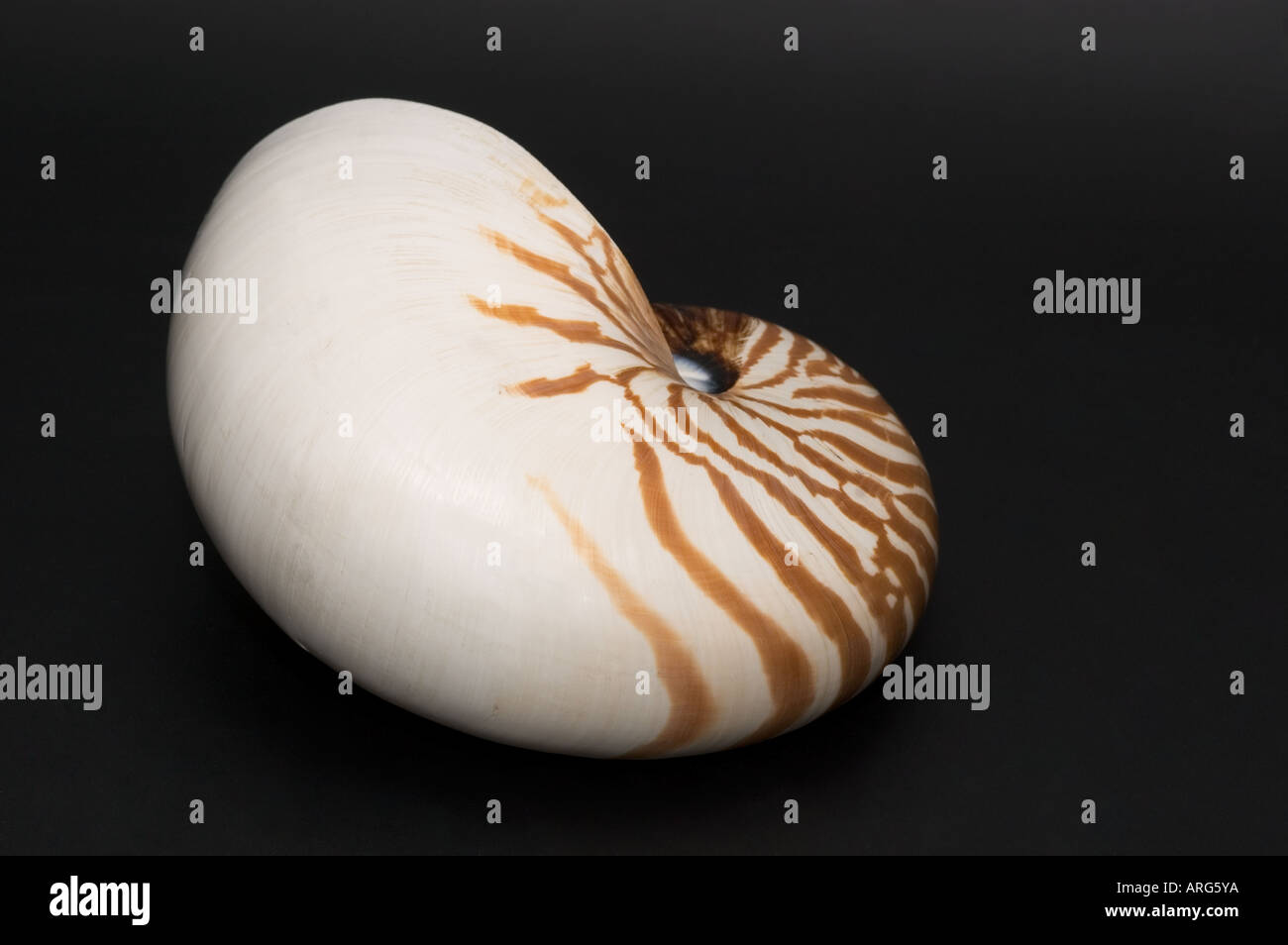 Stromb shell hi-res stock photography and images - Alamy