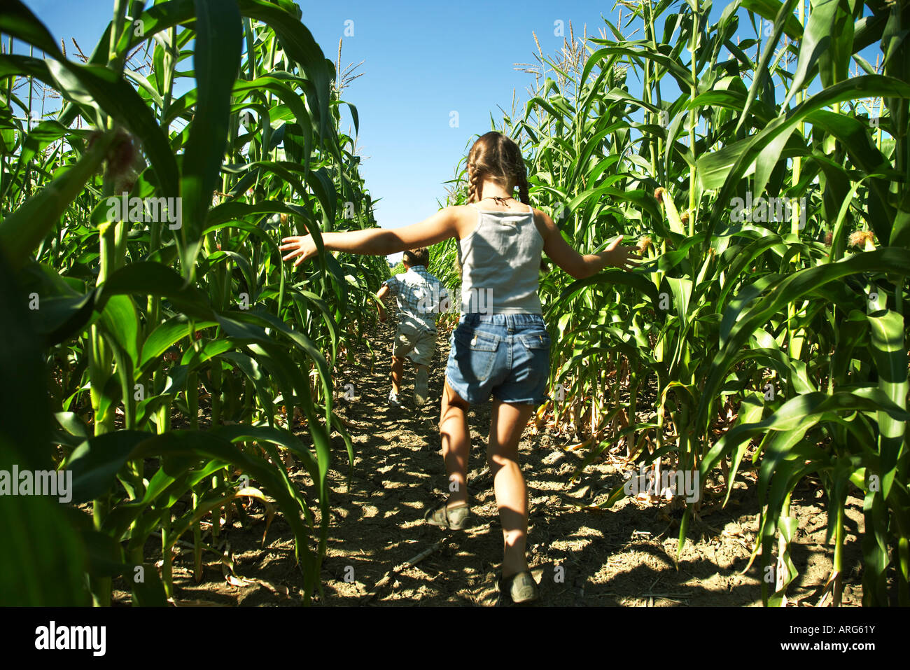 Running through cornfield hi-res stock photography and images - Alamy