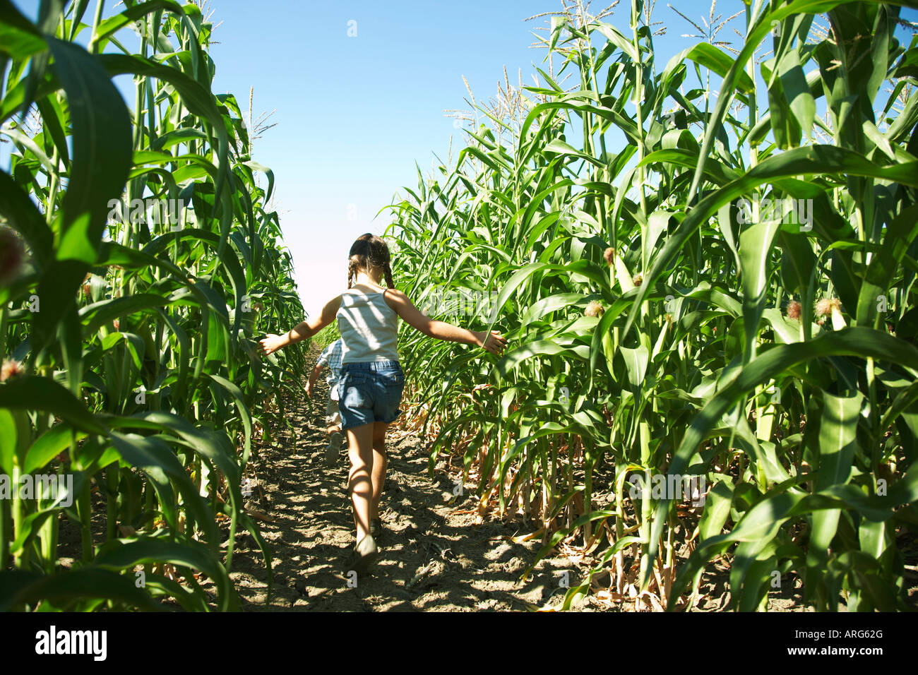 Running through cornfield hi-res stock photography and images - Alamy