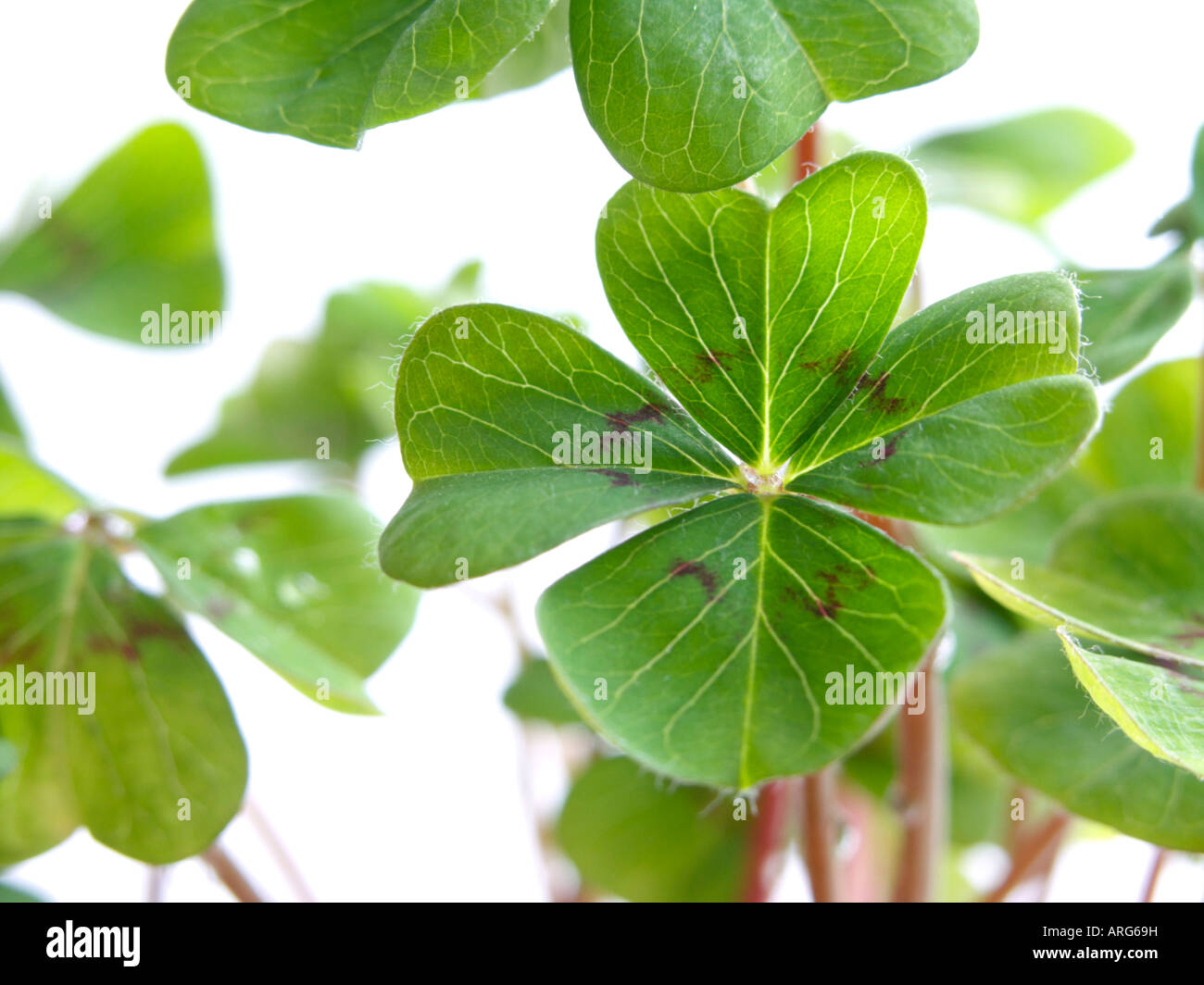 Lucky clover (Oxalis tetraphylla Stock Photo - Alamy