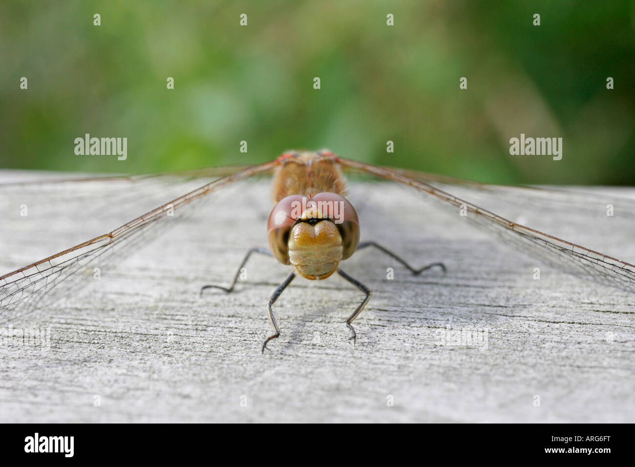 Dragonfly common darter Stock Photo - Alamy